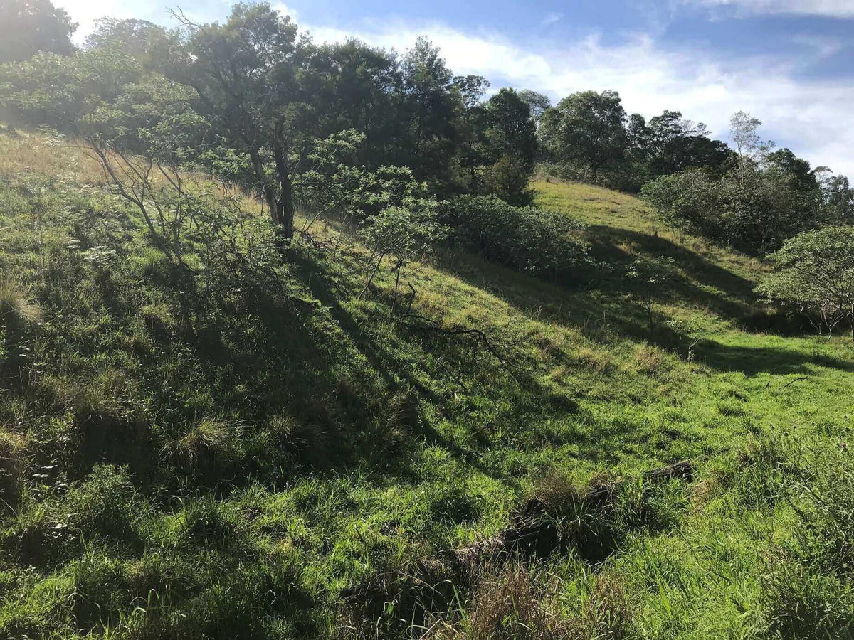 The Meadow, NSW - Native Tree Planting for Climate Action