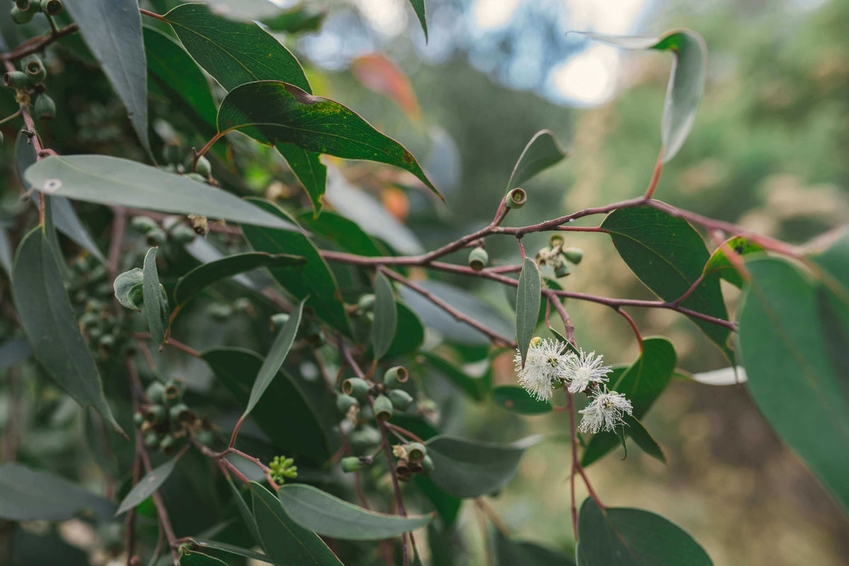 Growing koala habitat in Gippsland