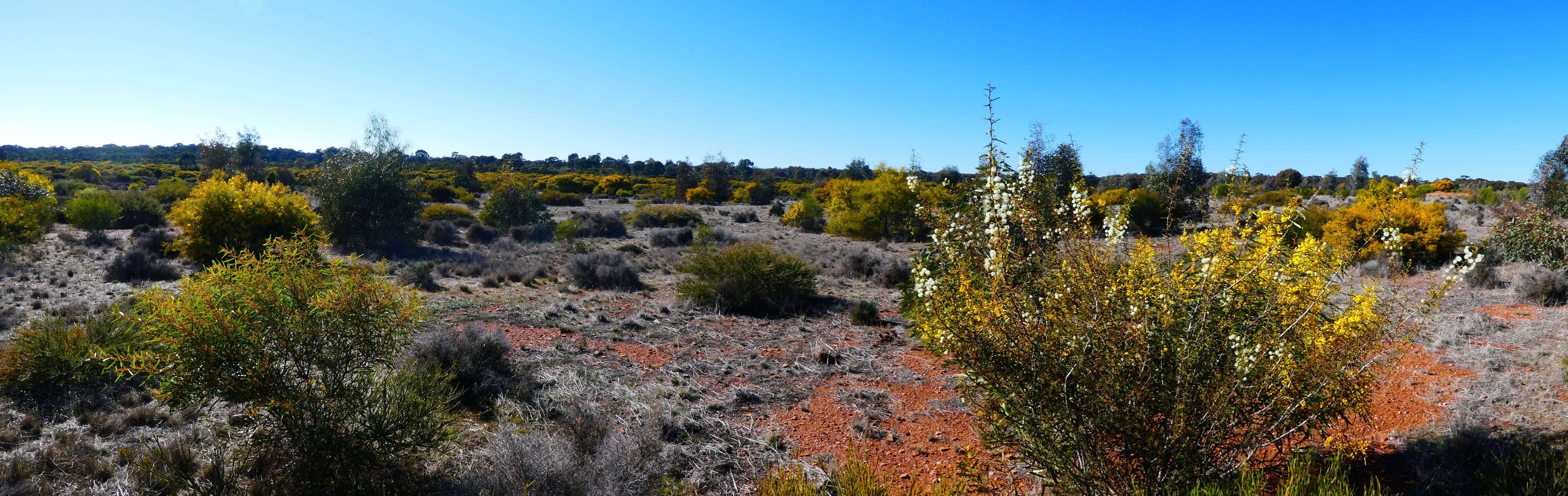 Biodiverse Reforestation at Avoca with Locally Native Seeds