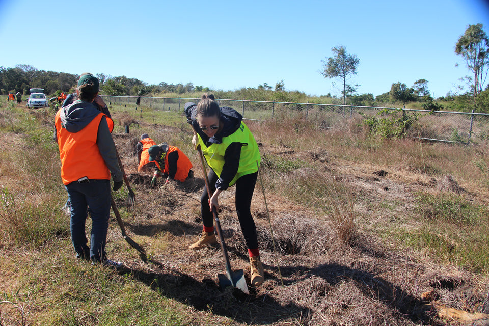 Revitalising Barolin Nature Reserve 85,000 Tree Project