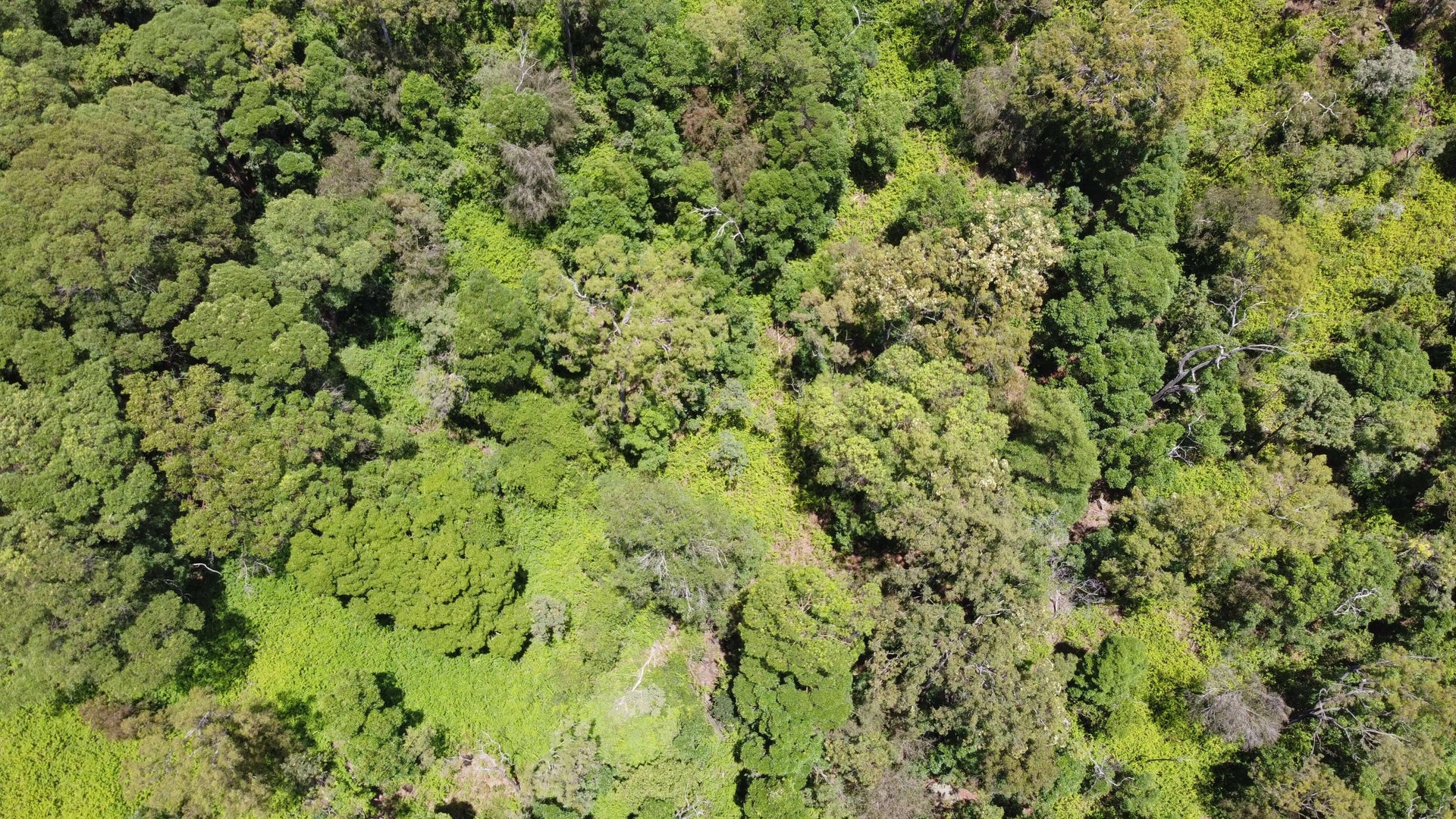 Aroona, QLD: Building Habitat for Koalas and Wildlife