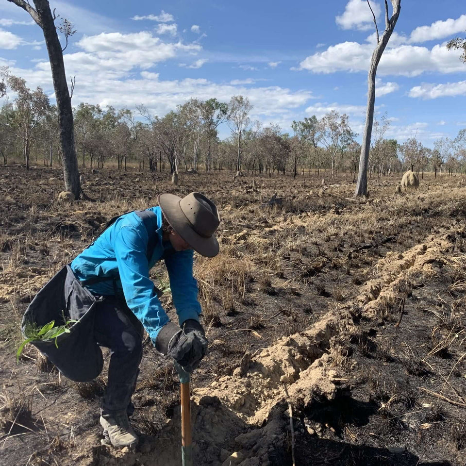 Mareeba Wetlands, North Queensland