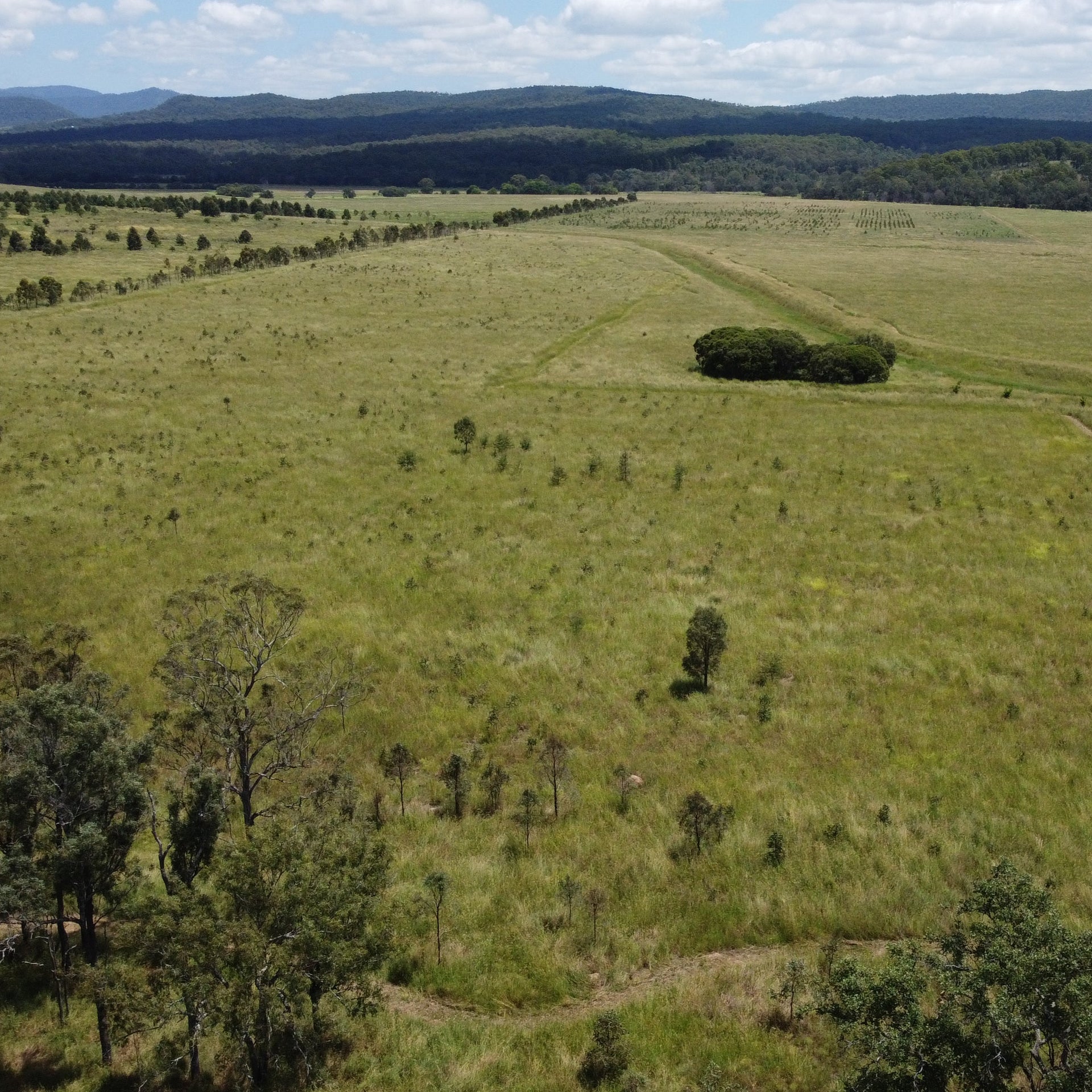 Hiddenvale: Restoring Ecosystem and Building Koala Habitat