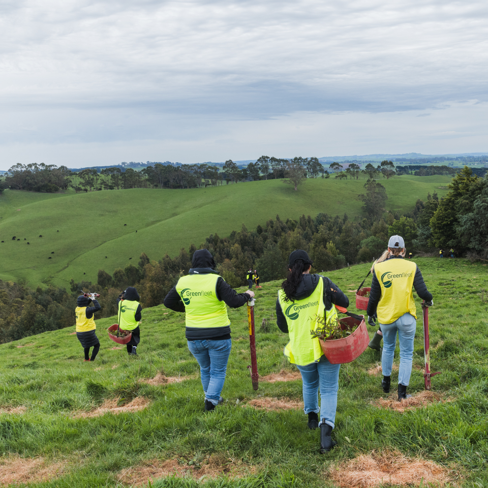 A snapshot of Greenfleet's forest revegetation work