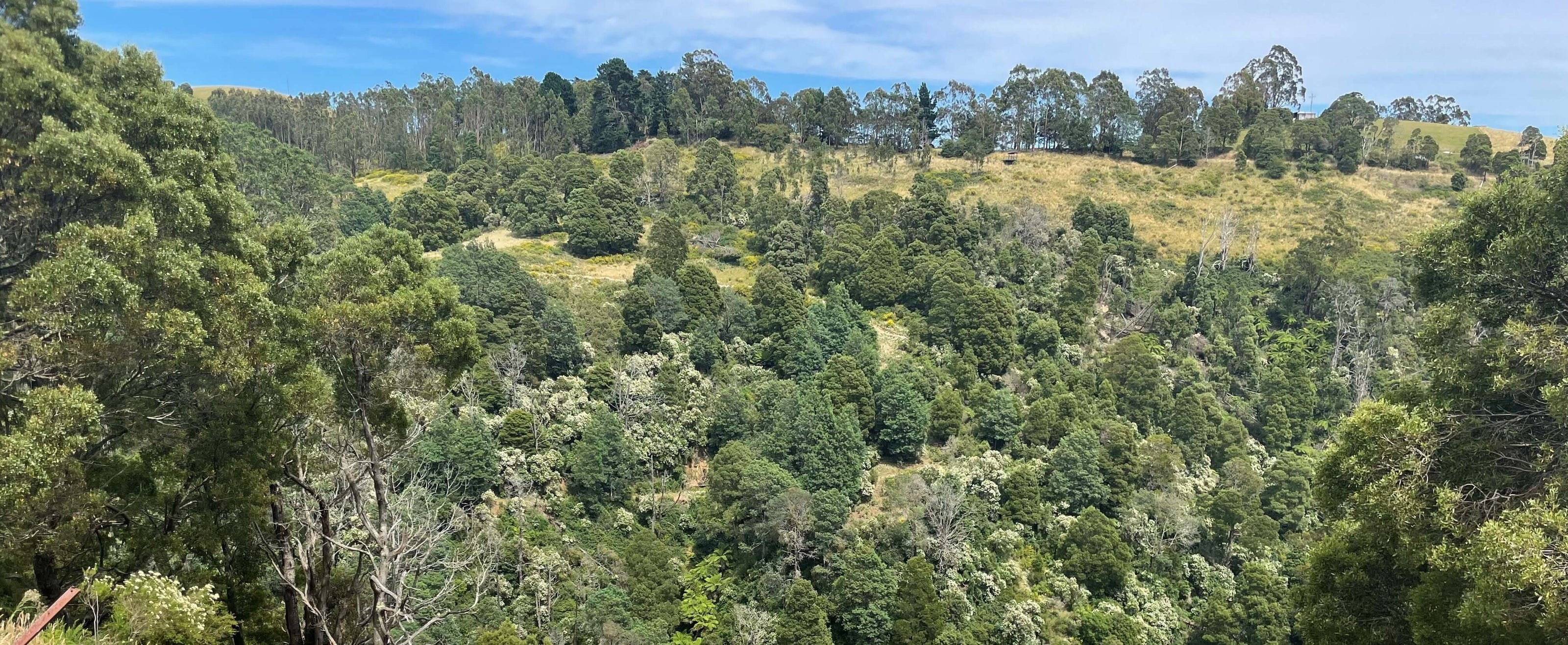 Lyrebird: Revegetated to deliver climate action