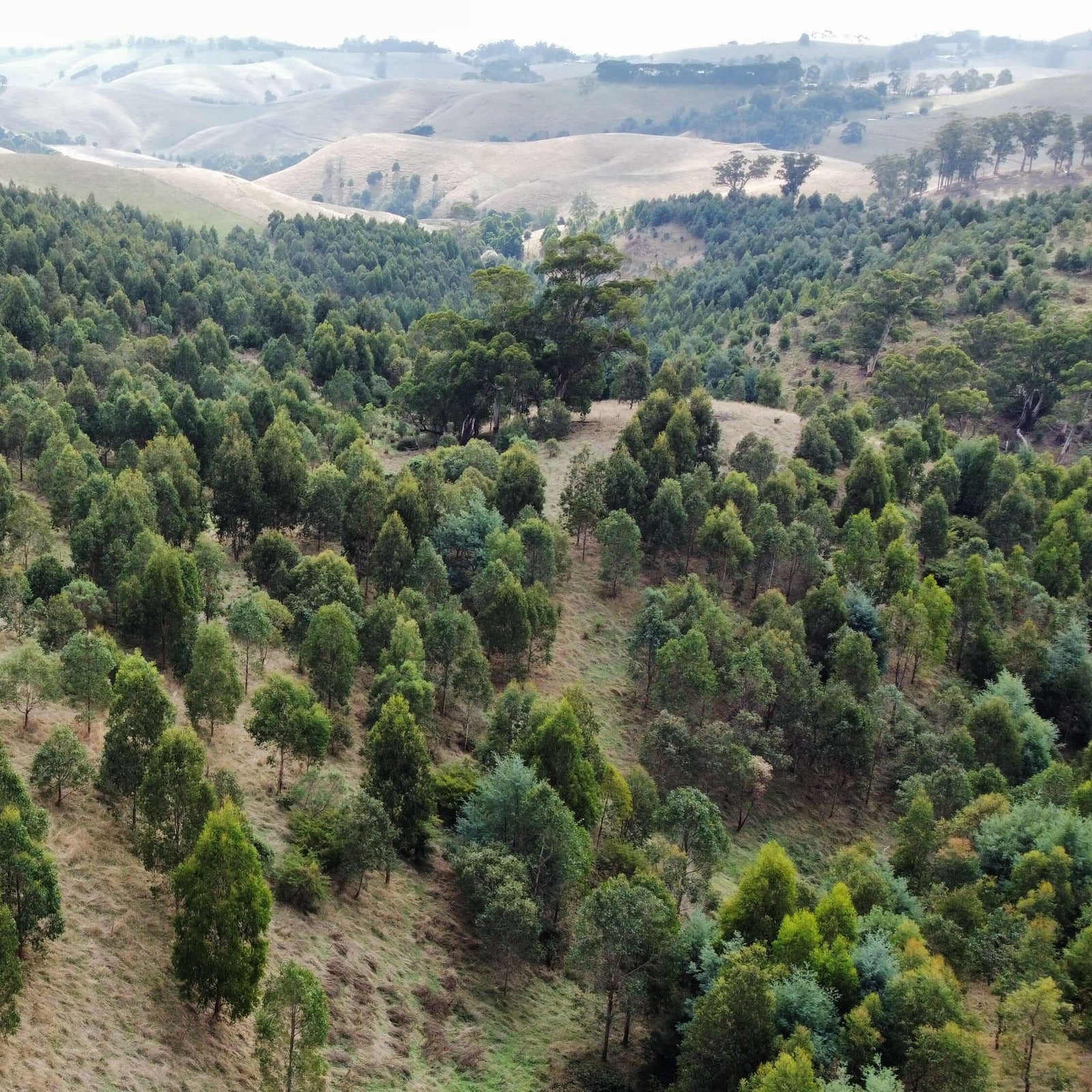 Offset Your Carbon Emissions With Greenfleet