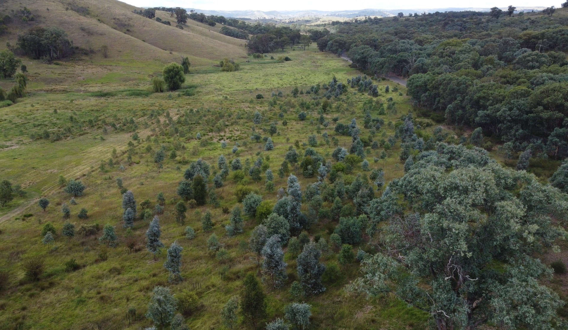 Coopers Crossing: Regent Honeyeater Habitat in NSW