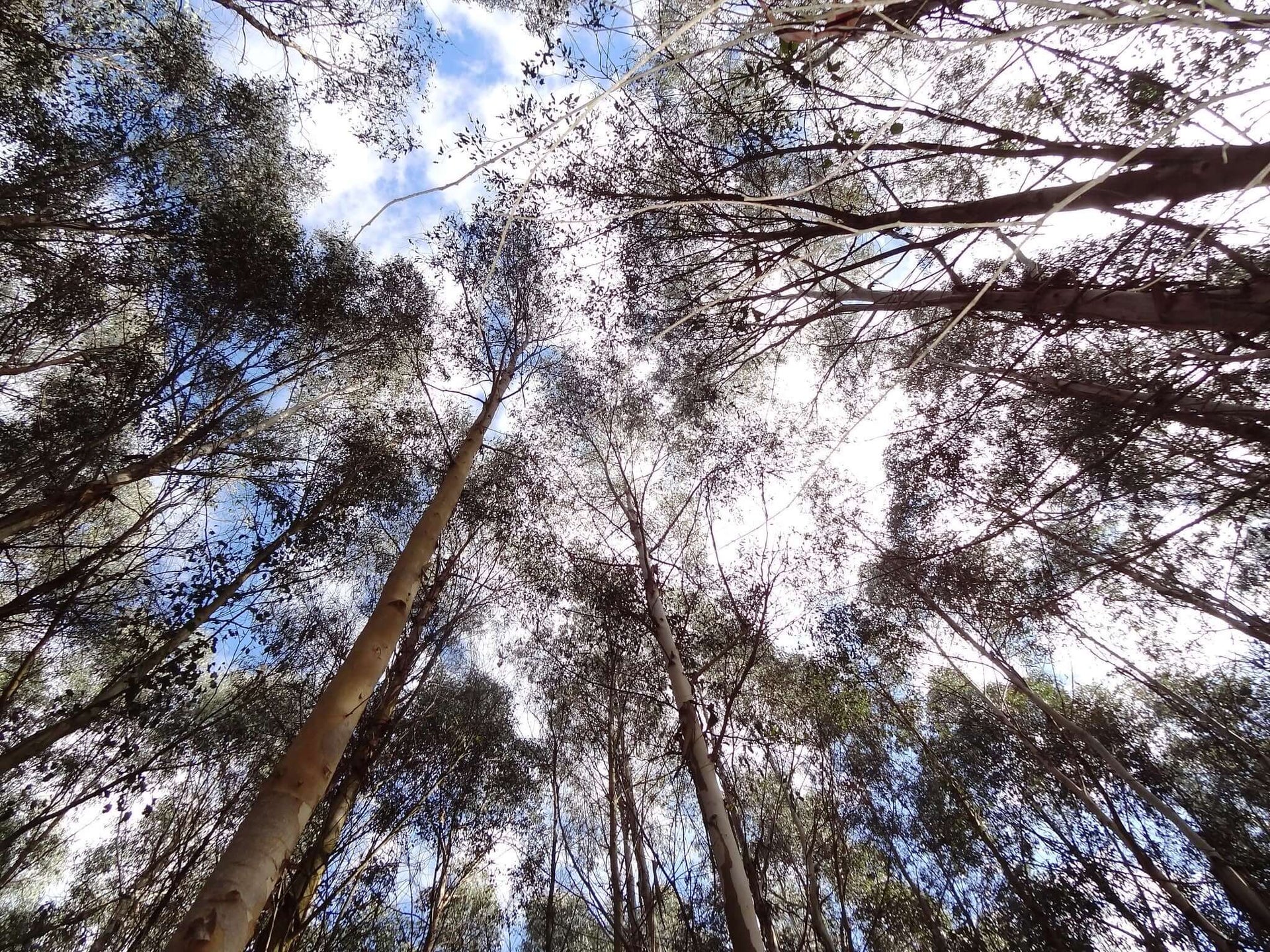 International Day Of Forests 2024