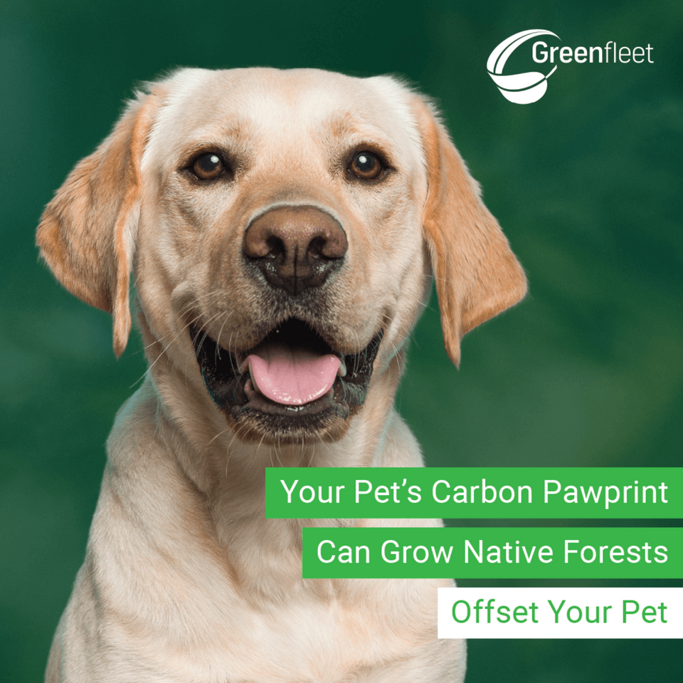 Pet Offset Is Here