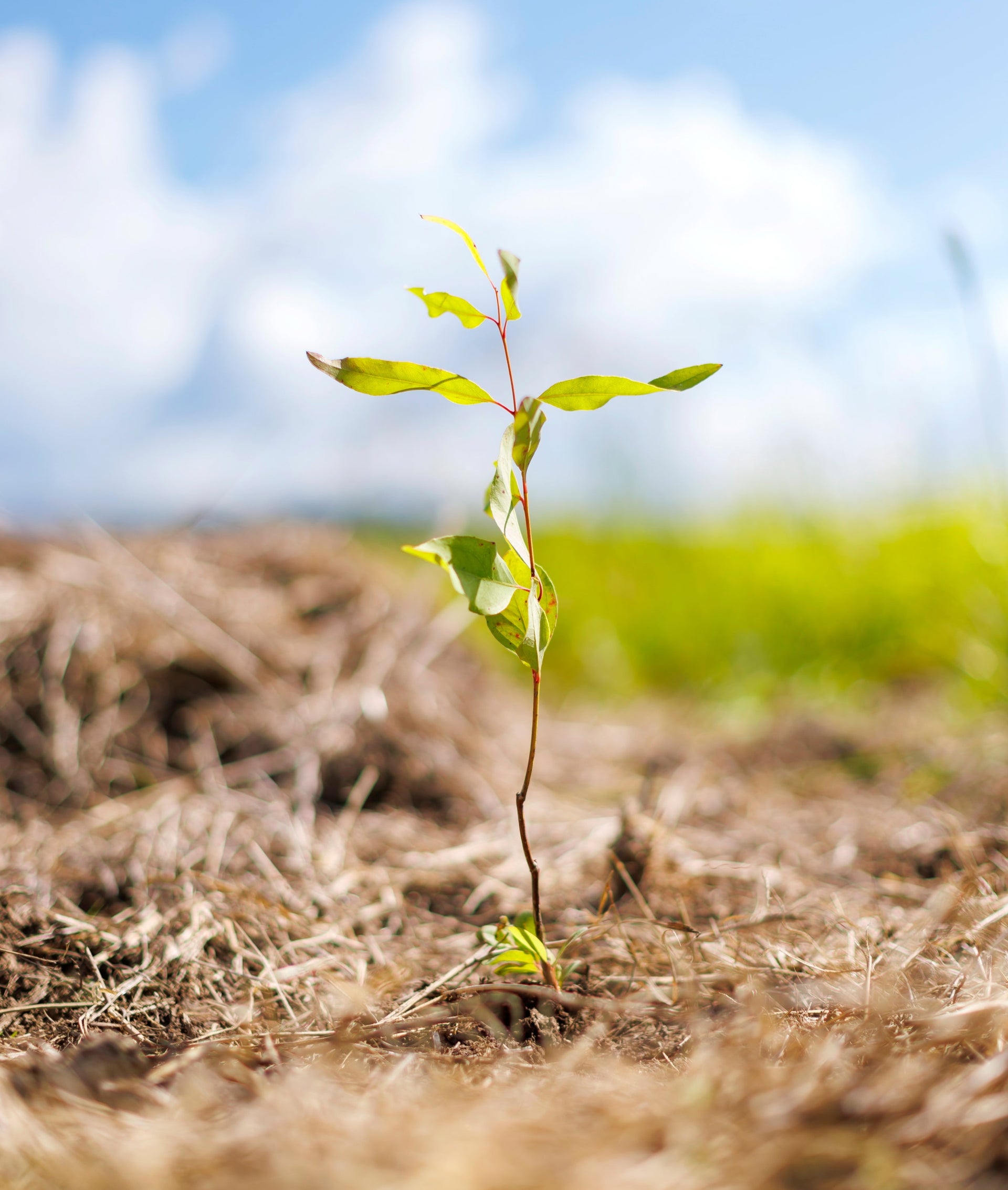 National Reconciliation Week 2025: Bridging Now To Next