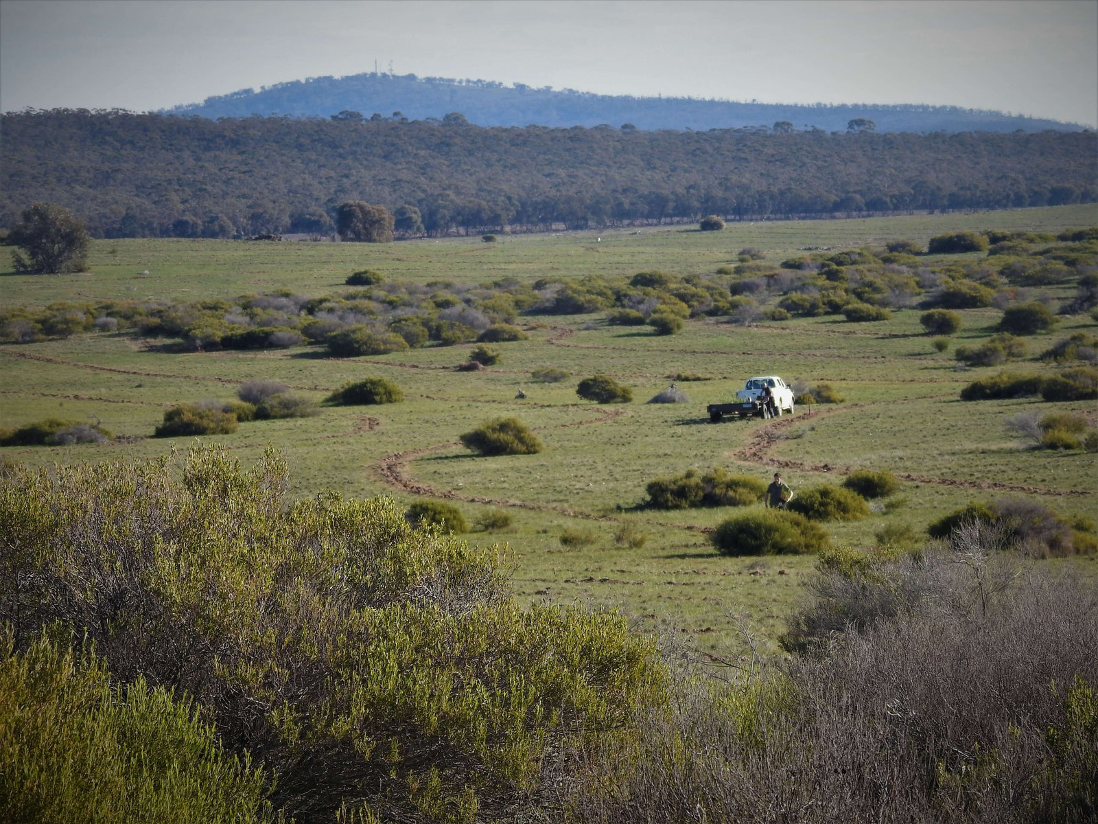 Restoring biodiversity & restoring Country