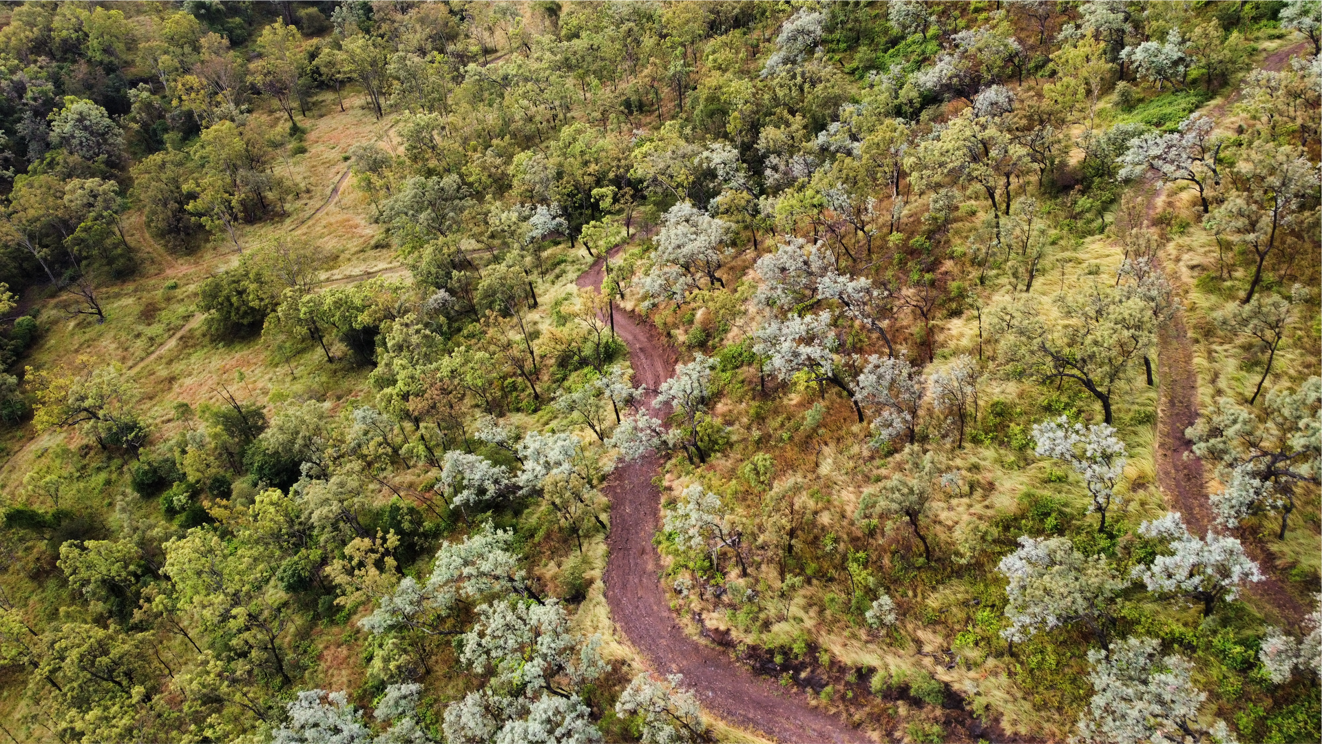 Australian Bushfires And Greenfleet’s Forests
