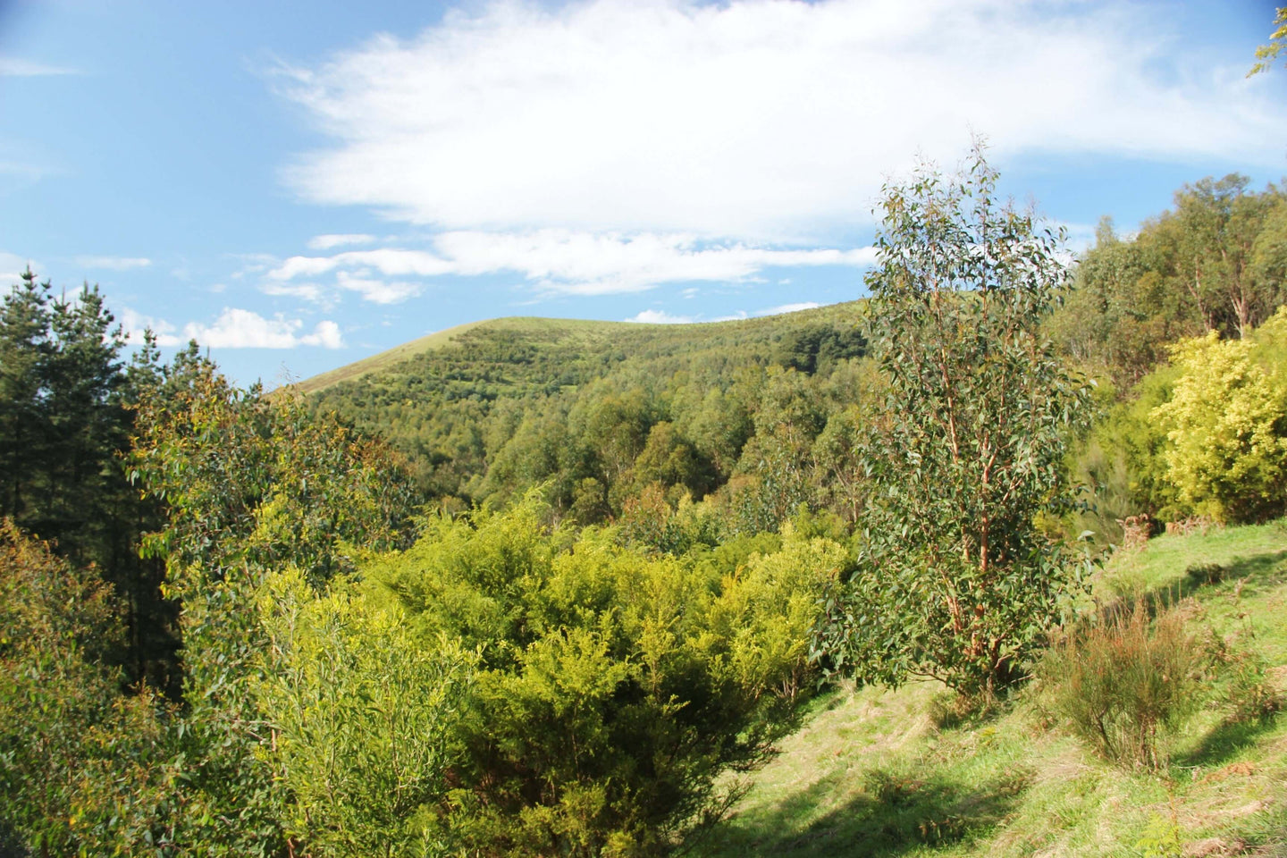 Offset Flight Emissions & Restore Native Australian Forests