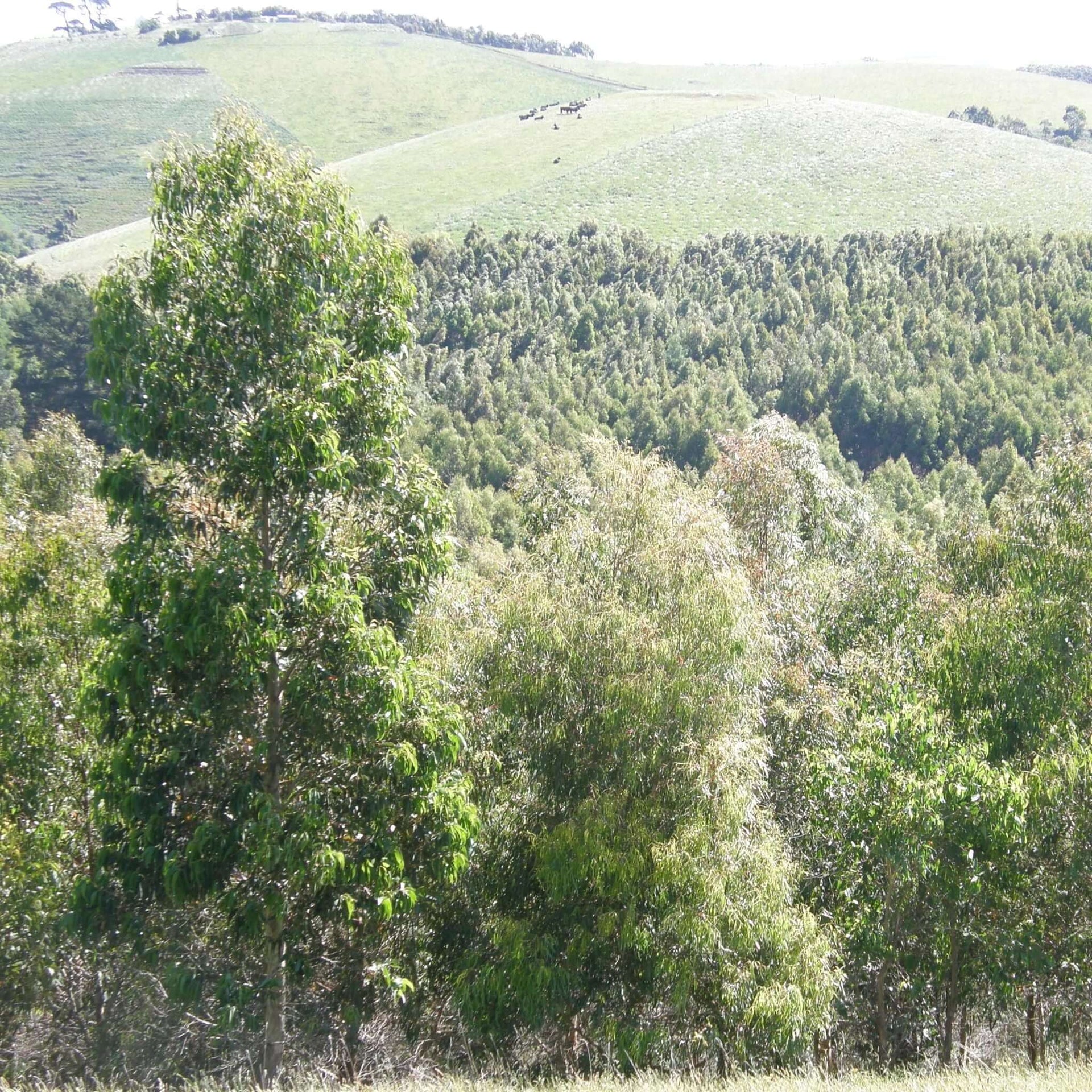 Planting your own company forest | Greenfleet