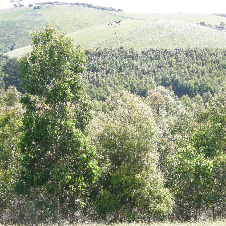 Planting a milestone forest | Greenfleet