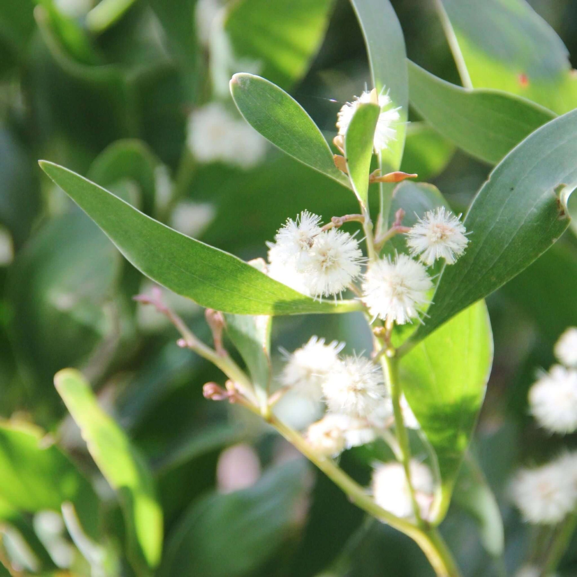 Offset Your Car Emissions with Greenfleet