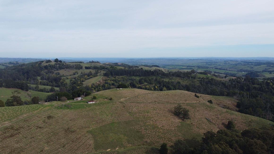 Growing Swift Parrot Habitat
