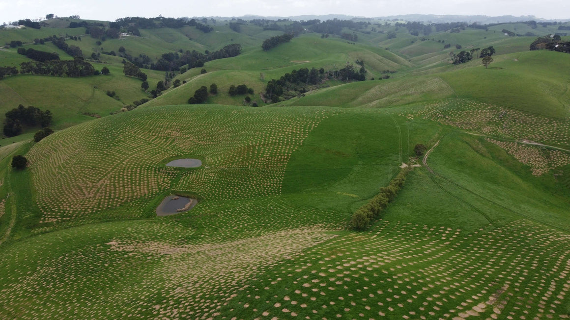 Growing Swift Parrot Habitat