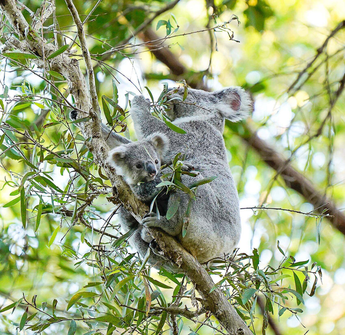 Saving koalas through habitat restoration | Greenfleet