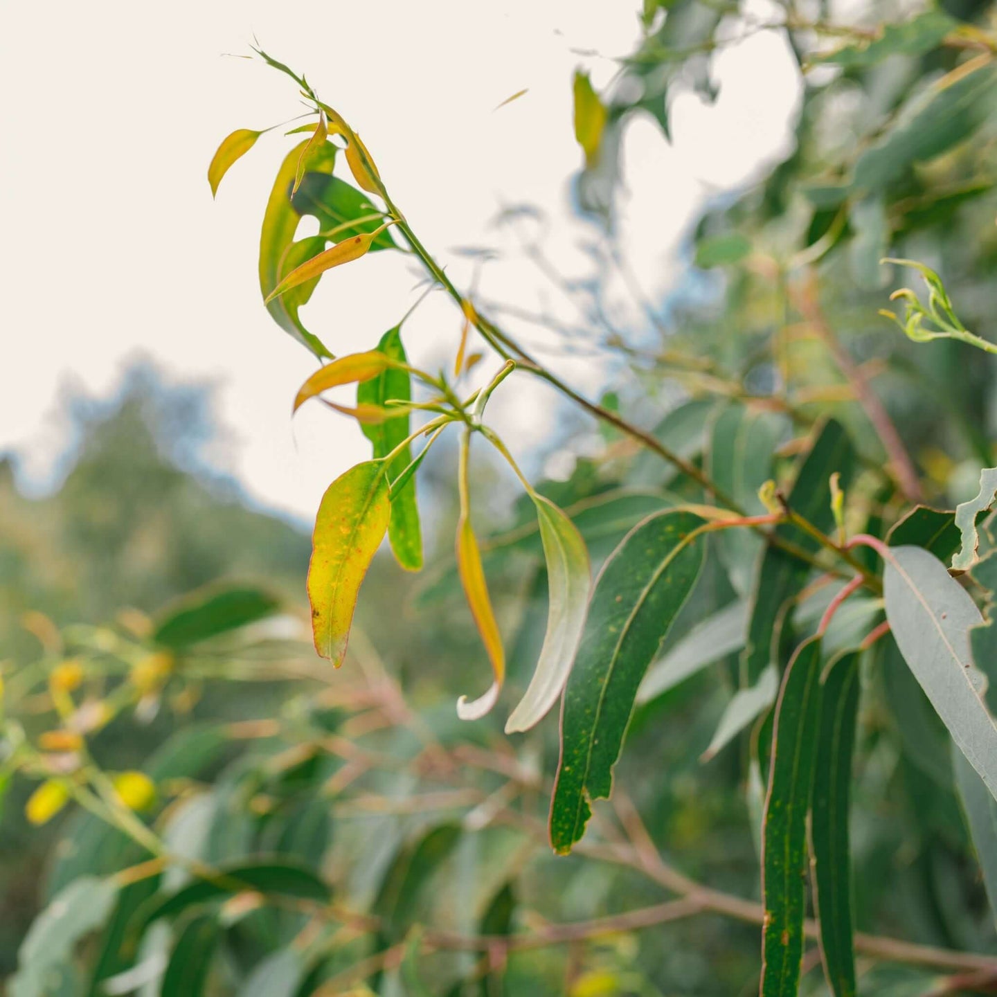 Offset your personal carbon emissions with Greenfleet