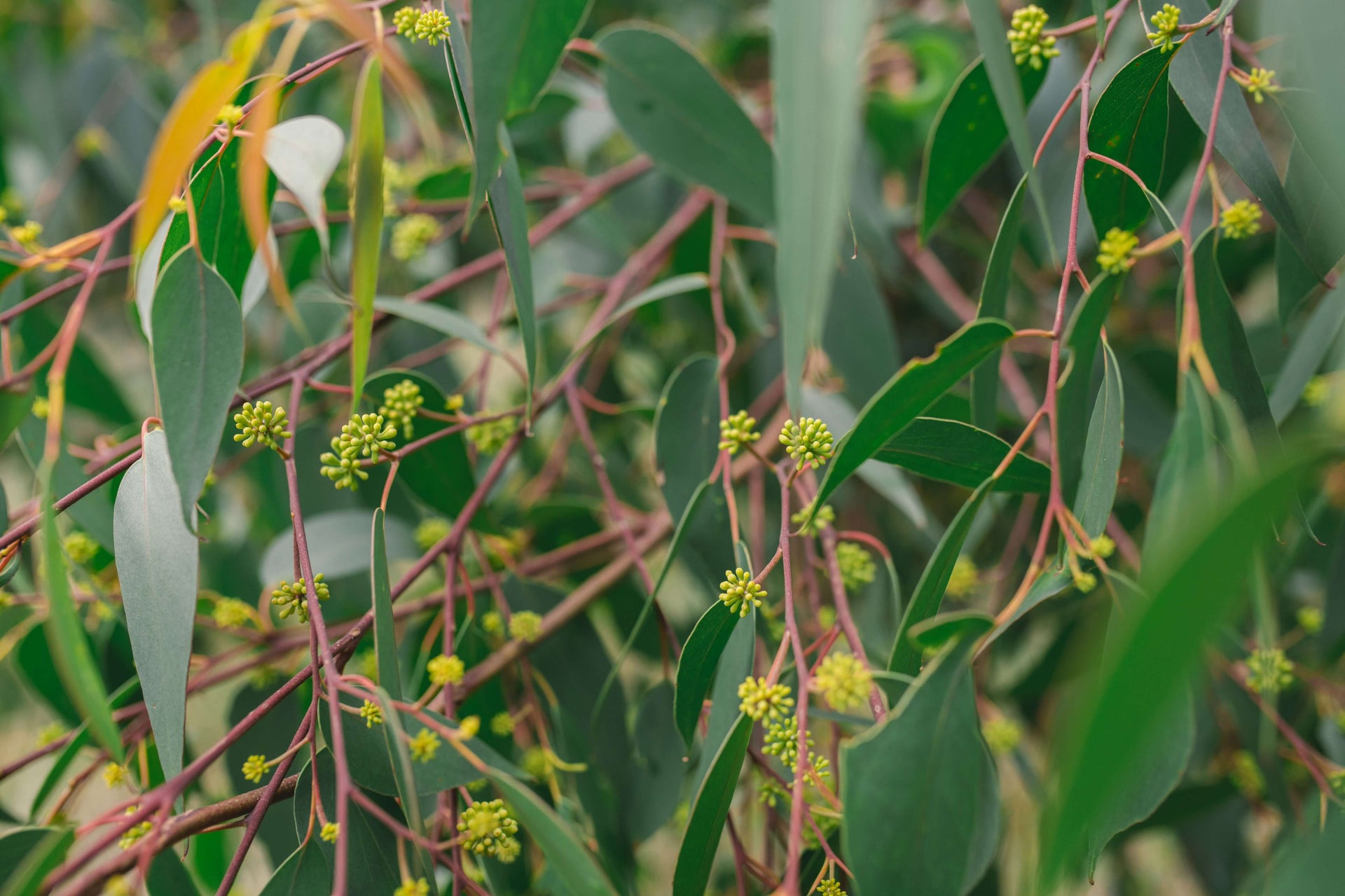 Help Restore Native Forests - Donate Before June 30