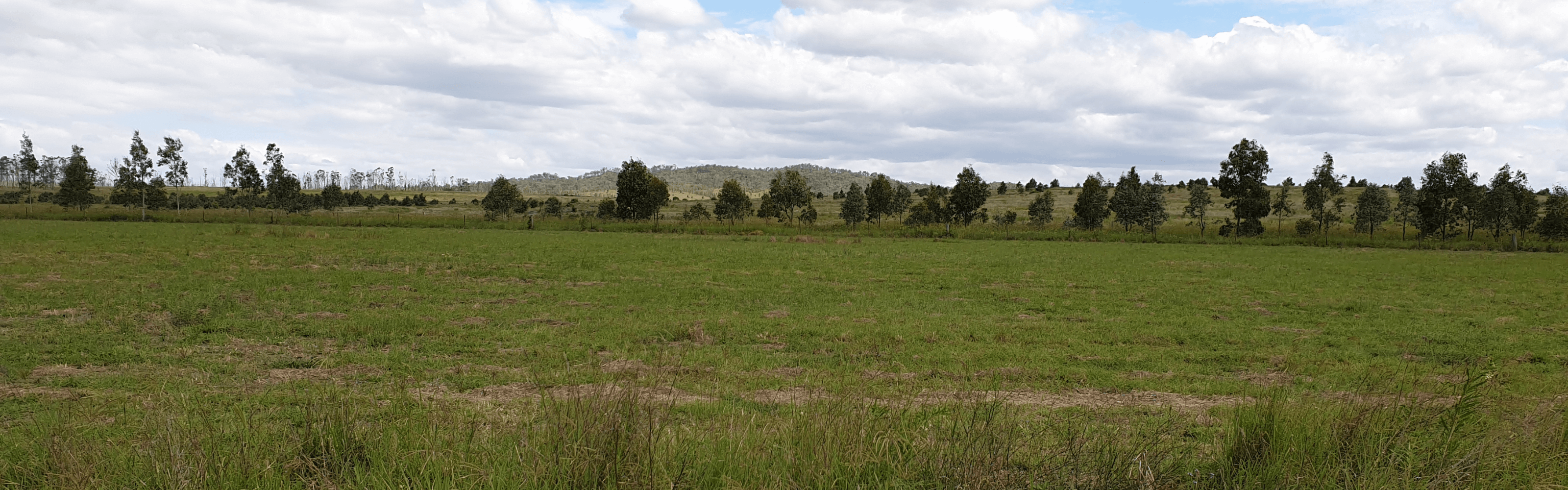 Hiddenvale: Restoring Ecosystem and Building Koala Habitat