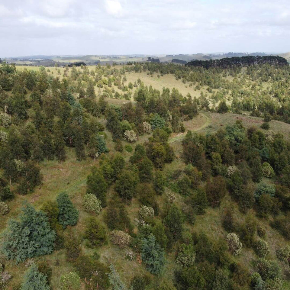 Greenfleet's Approach to Managing Our Forests
