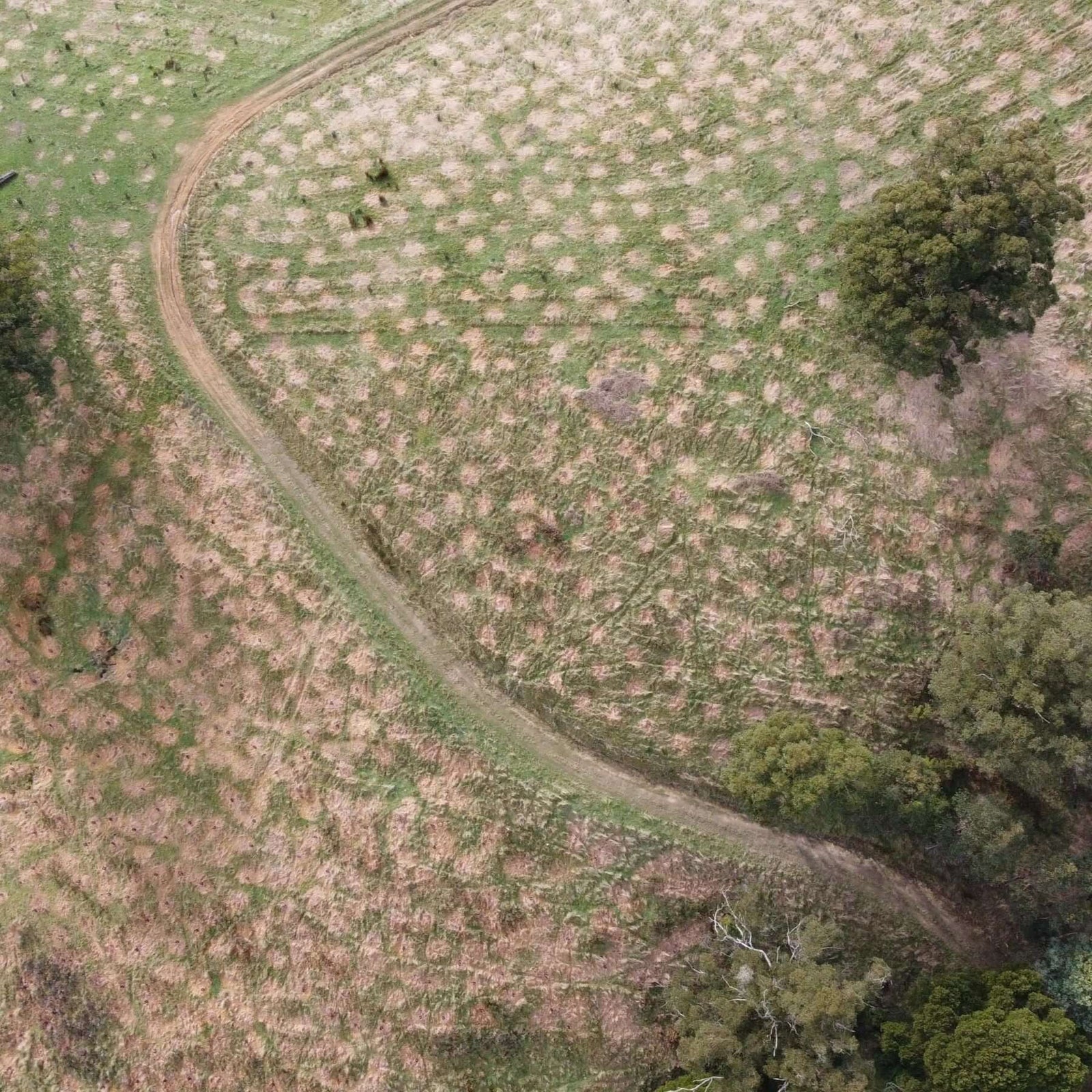 Lyrebird: Revegetated to deliver climate action