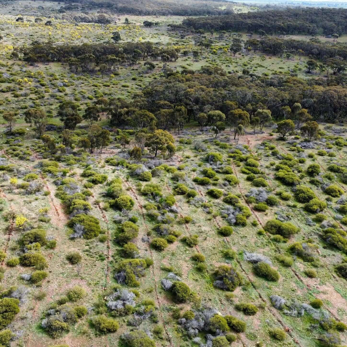 Planting a milestone forest | Greenfleet