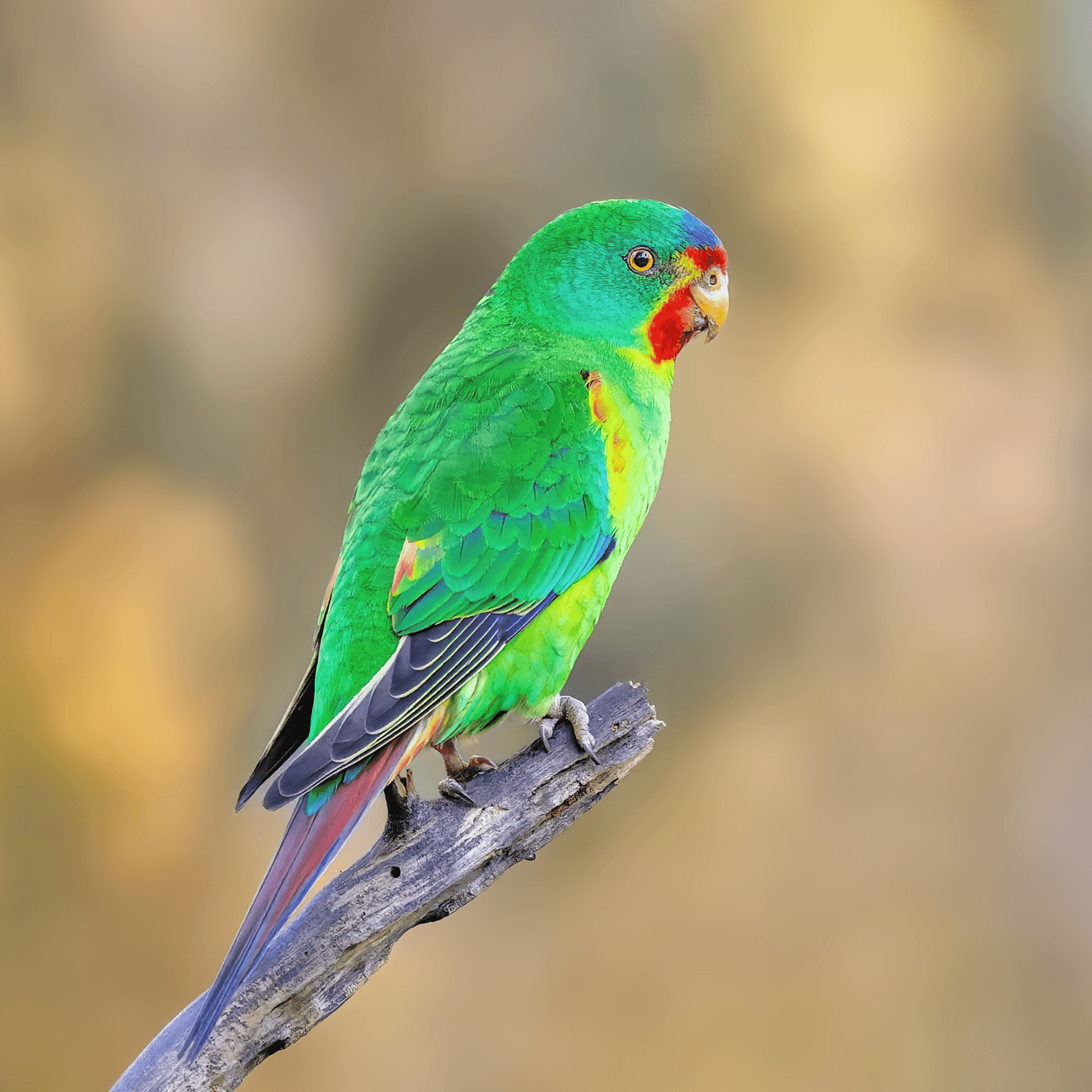 Growing Swift Parrot Habitat