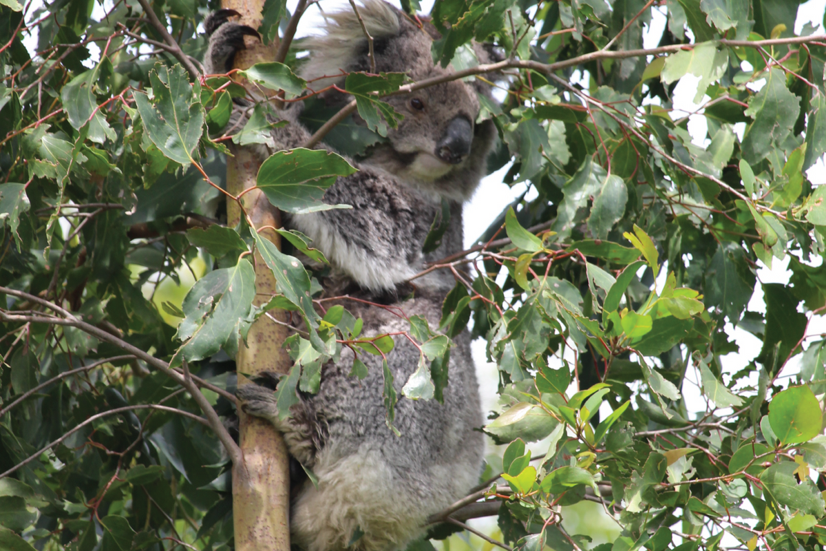 Strzelecki Nature Link, Victoria